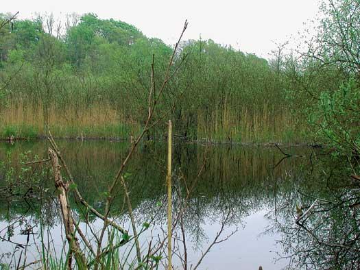 Våbenofret fra Vimose